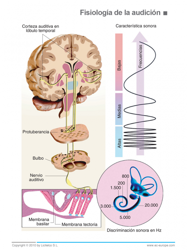 Conoce tu Oído – CEOT